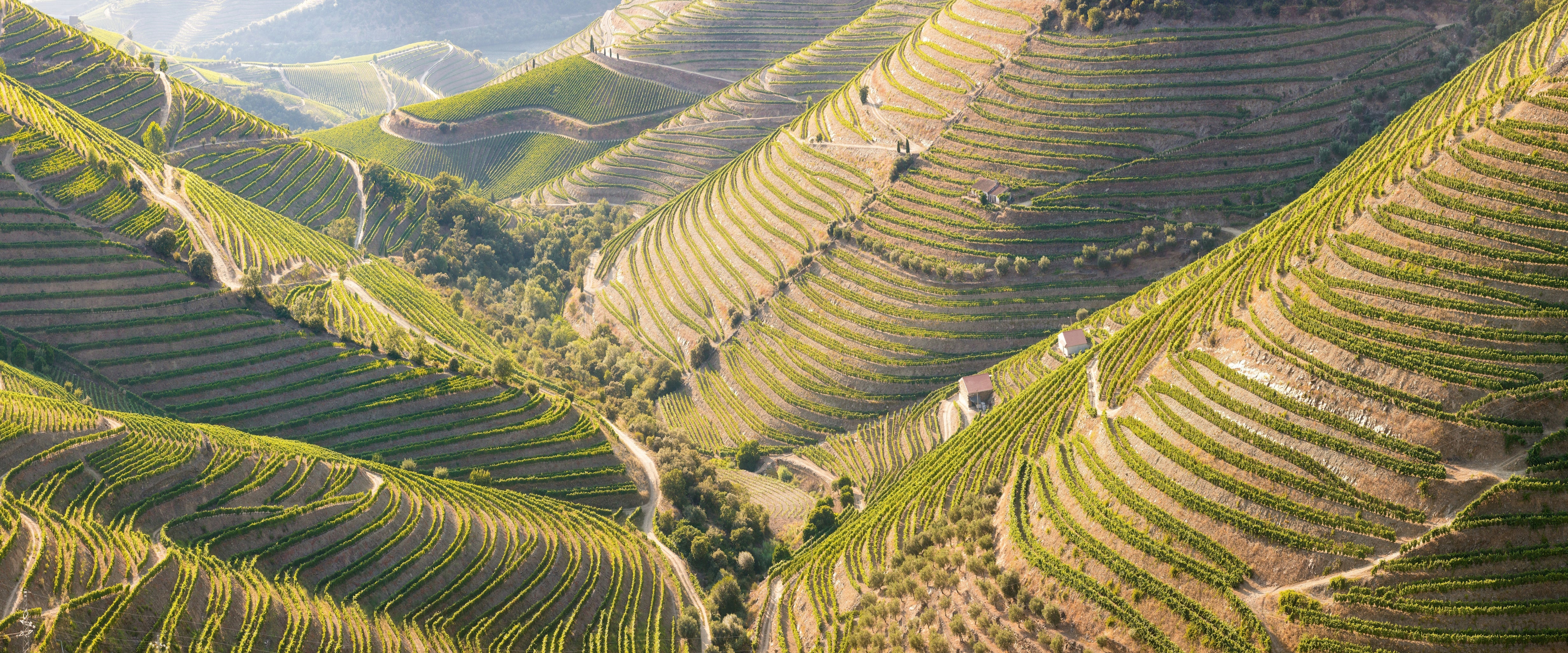 Choisissez votre(vos) vin(s) portugais préféré(s) – BOIR.